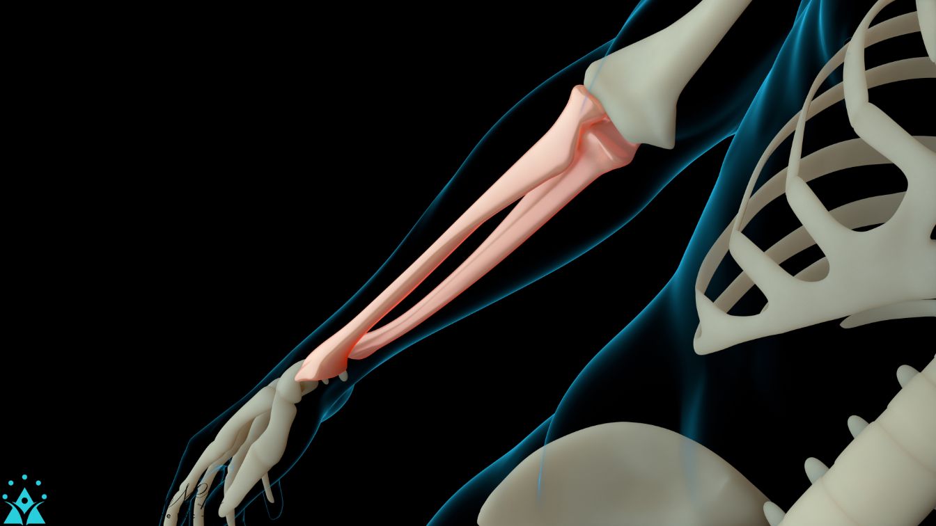 3d rendered illustration of skeleton structure with injured bones. Bone ...