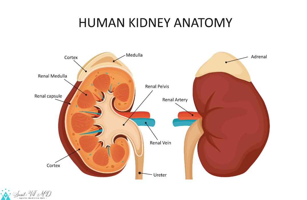 Human kidney anatomy - ExerciseNow