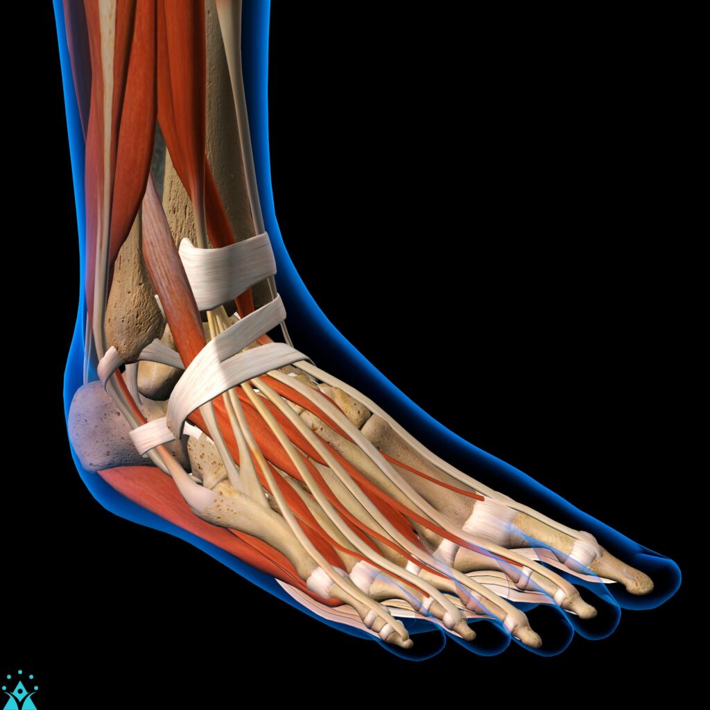Human Foot and Ankle Anatomy, 3d Rendering - ExerciseNow