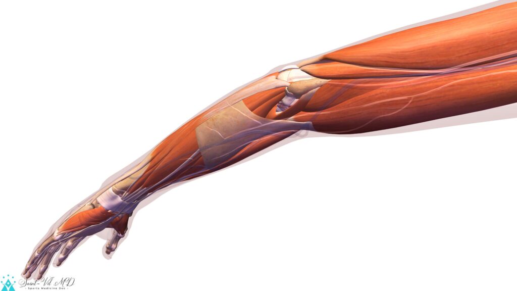 Female Arm Elbow Muscles and Tendons 3D Rendering - ExerciseNow