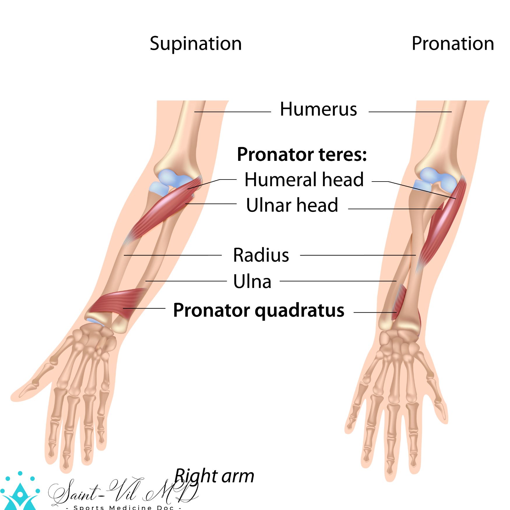 Pronators muscles of forearm, labeled - ExerciseNow