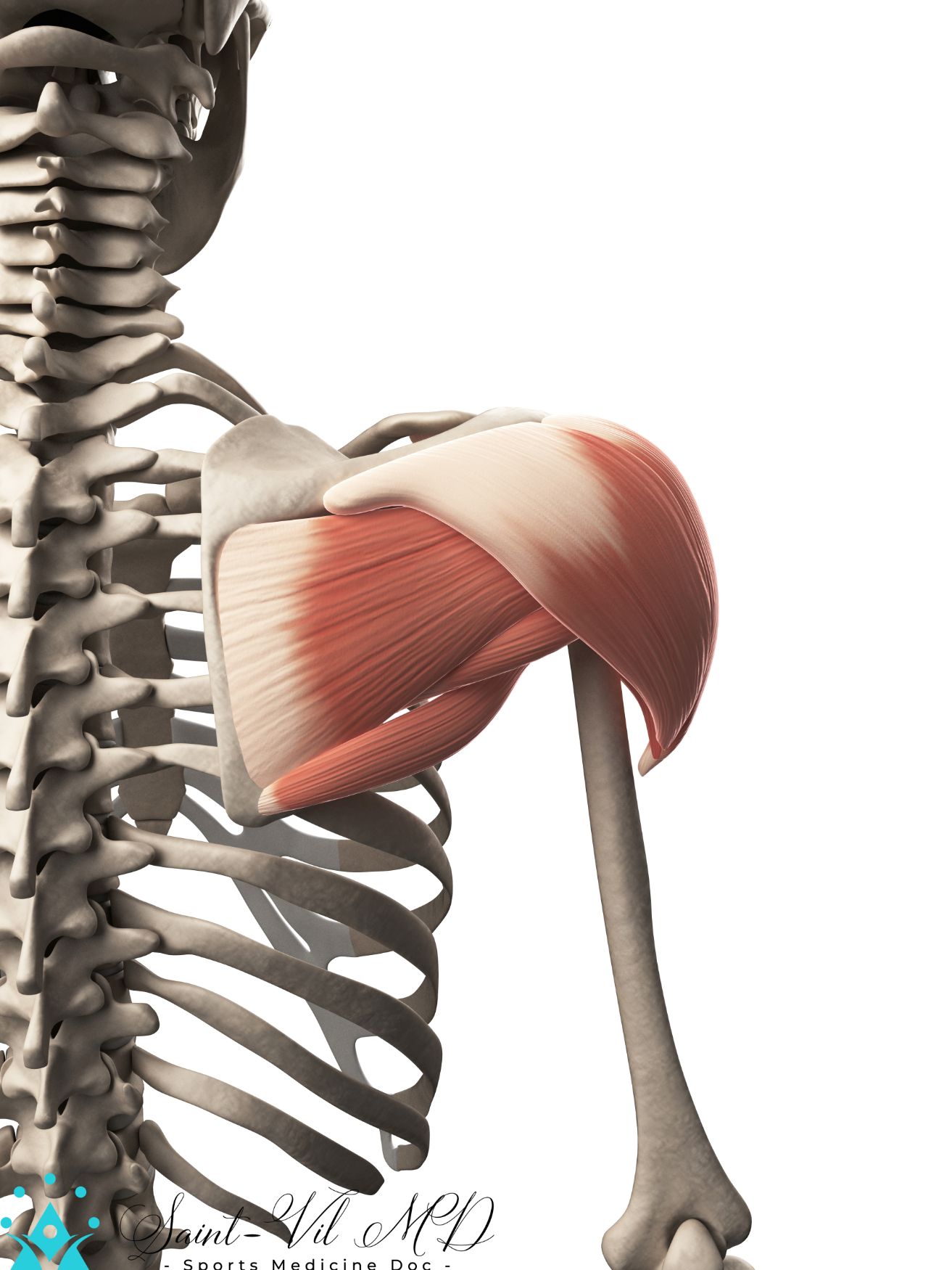 3d rendered illustration of the shoulder muscle - ExerciseNow