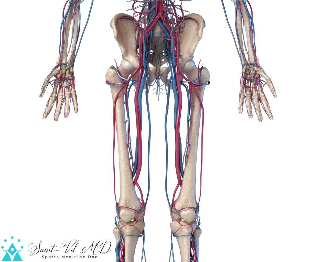 Human anatomy. 3d illustration of Hip, legs and hands. Skeletal and ...