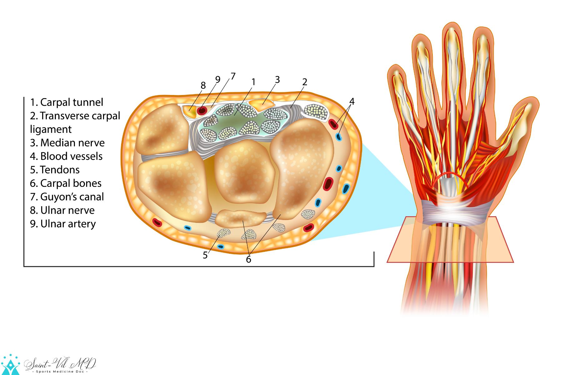 Human Hand Anatomy Illustration. Wrist Cross Section Showing Carpal ...