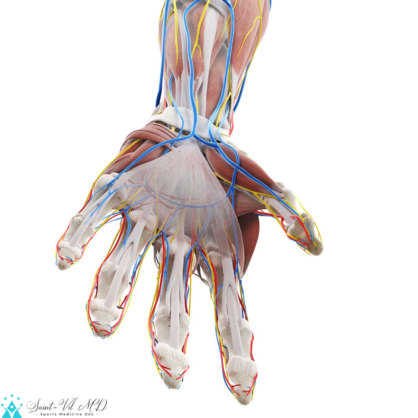 3d rendered medically accurate illustration of the anatomy of the hand ...