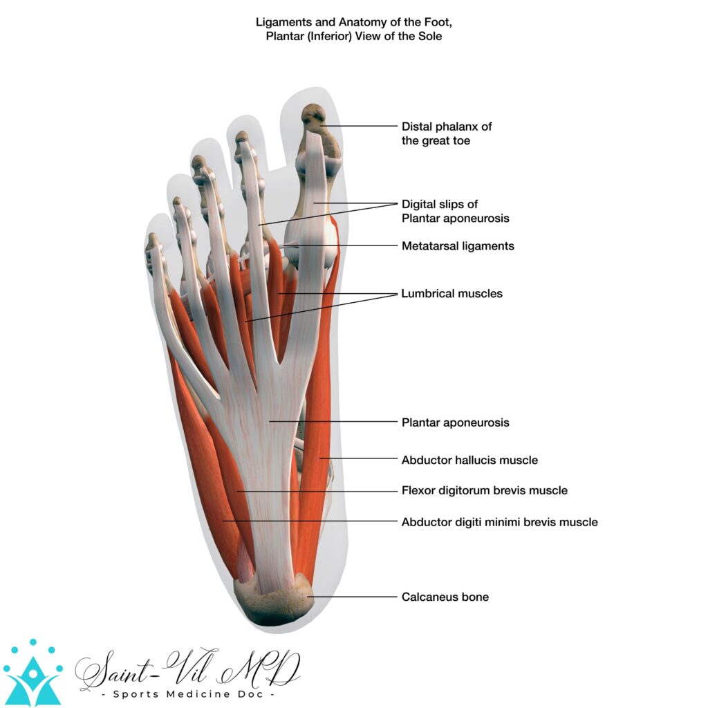 Ligaments and Anatomy of the Human Foot, Labeled 3D Rendering - ExerciseNow