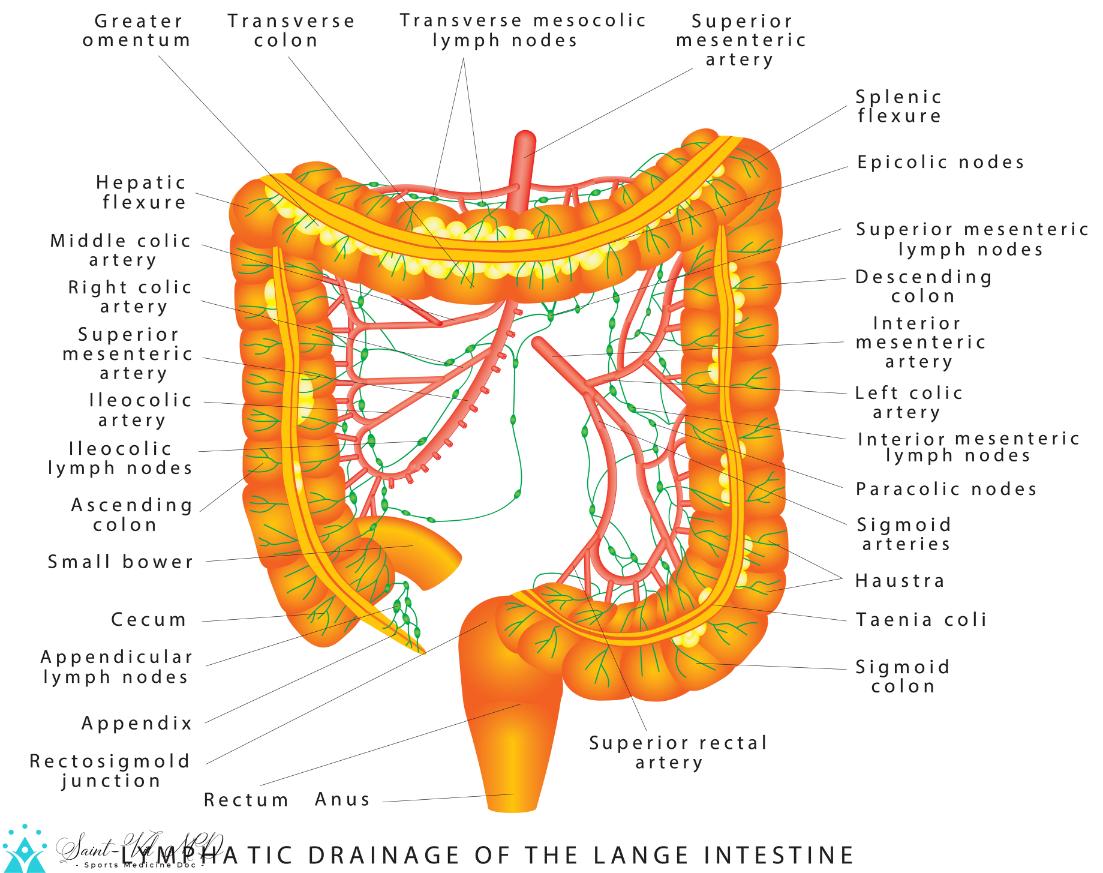 Colon - lymphatic drainage. Pathways of lymphatic drainage of the colon ...