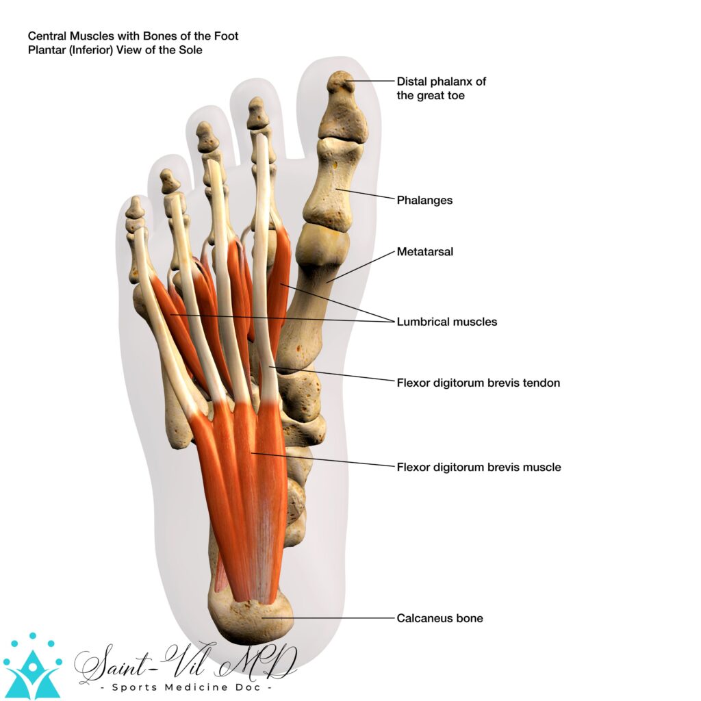 Central Muscle Anatomy of the Human Foot Labeled Diagram, 3D Rendering ...