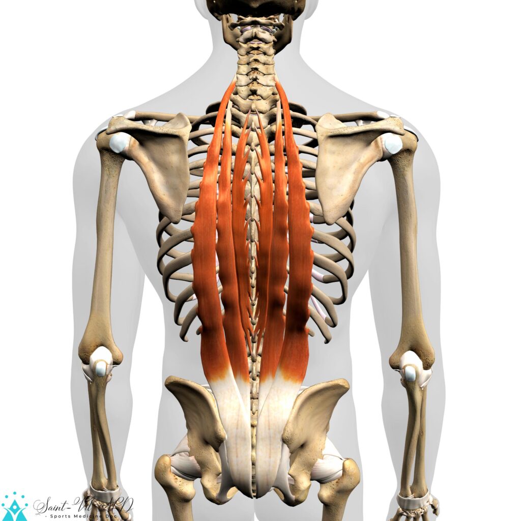 Erector Spinae Muscles in Isolation Rear View of Human Anatomy, 3D ...