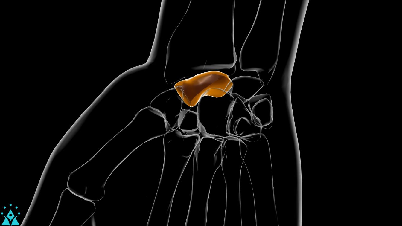 Human Skeleton Scaphoid Anatomy 3D Illustration - ExerciseNow
