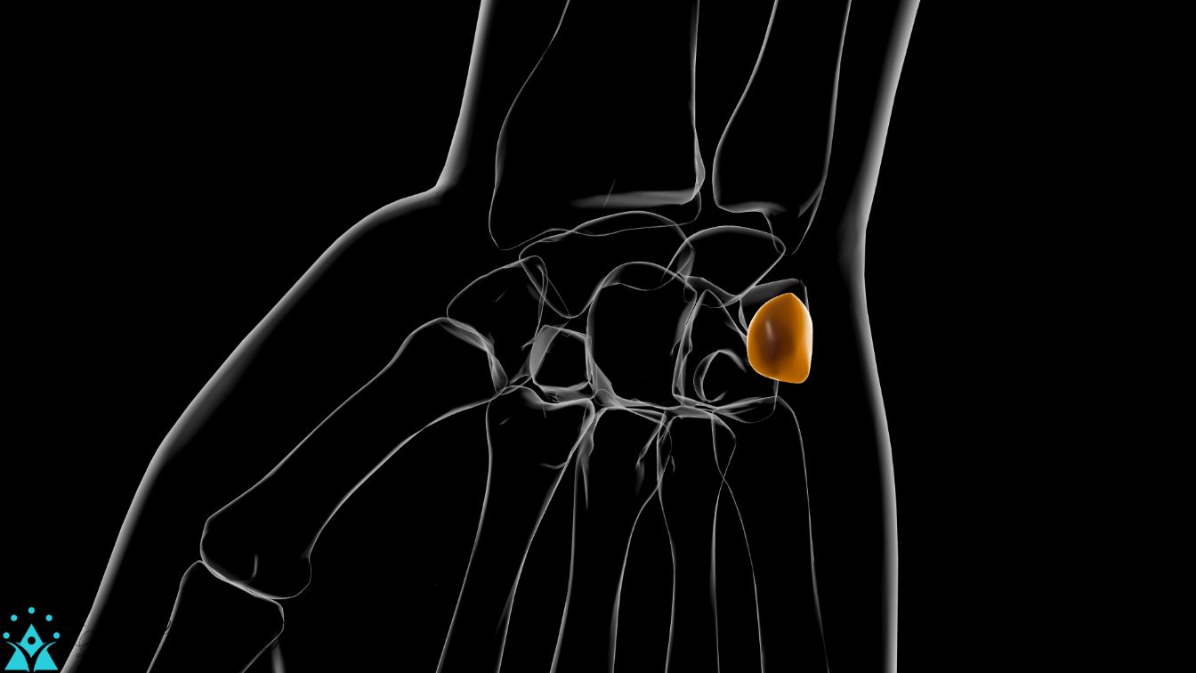 Human Skeleton Pisiform bone Anatomy 3D Illustration - ExerciseNow