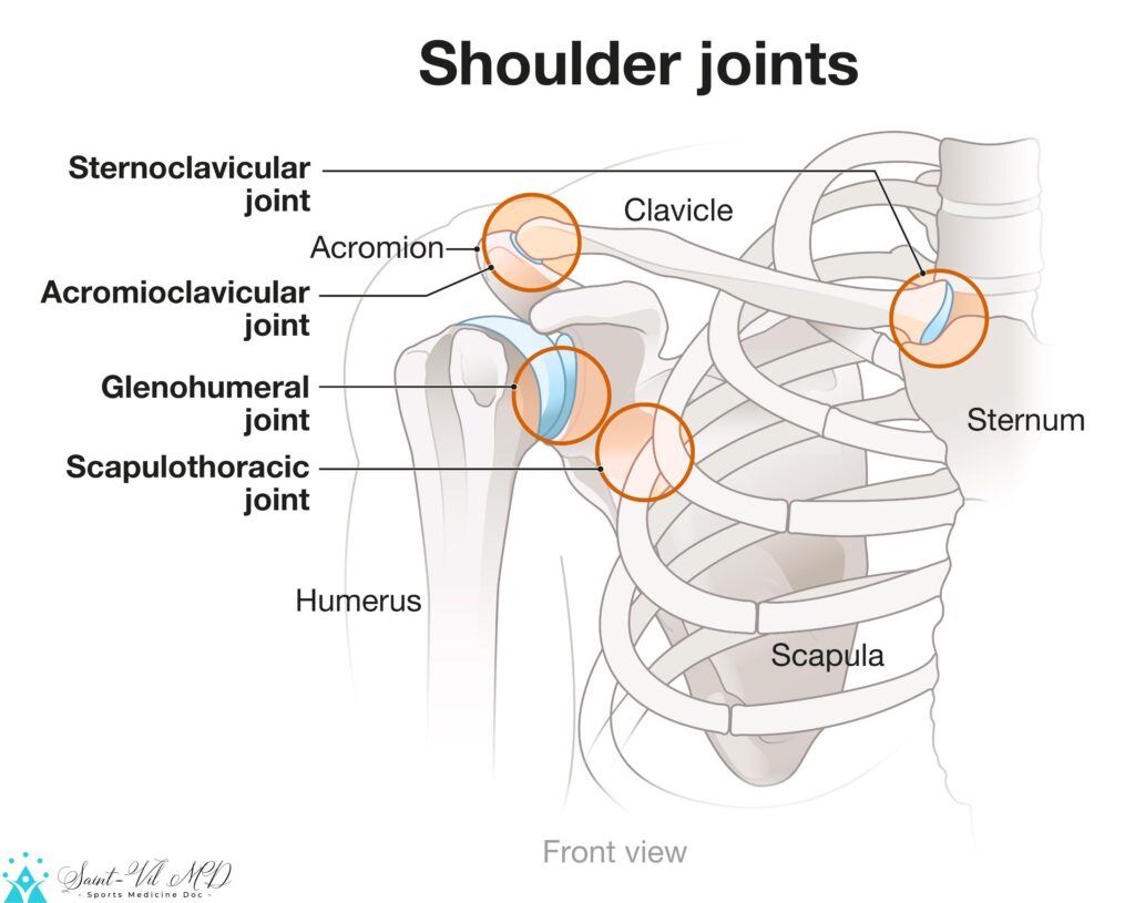 Shoulder anatomy. Four major joints of the shoulder. - ExerciseNow