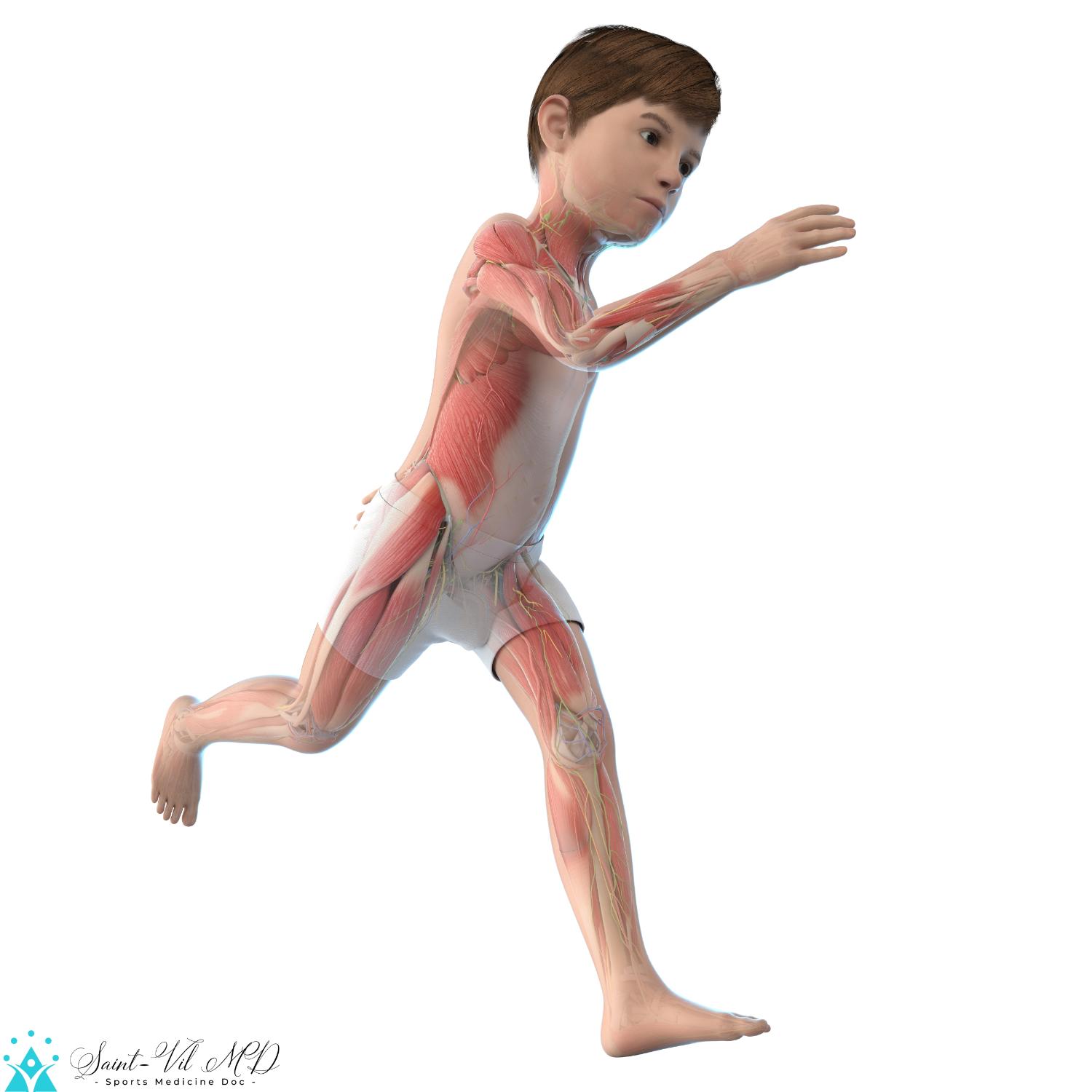 3d rendered illustration of a boys anatomy - muscles - ExerciseNow