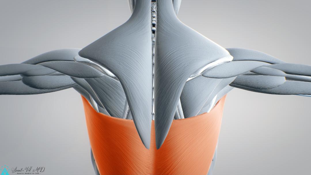 musculus latissimus dorsi, spine, detailed display of muscles, human ...