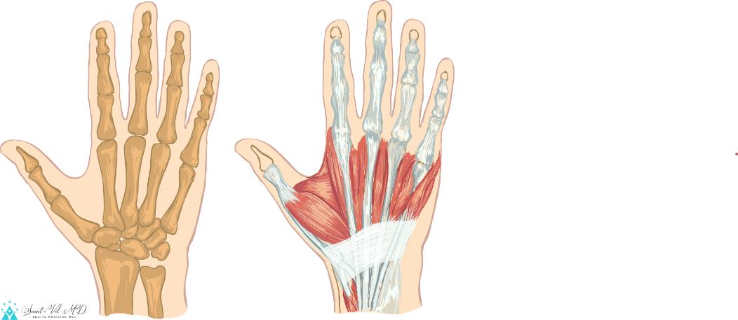 hand anatomy - ExerciseNow
