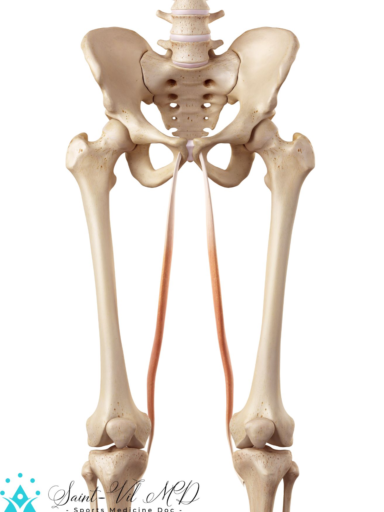 medical accurate illustration of the gracilis - ExerciseNow