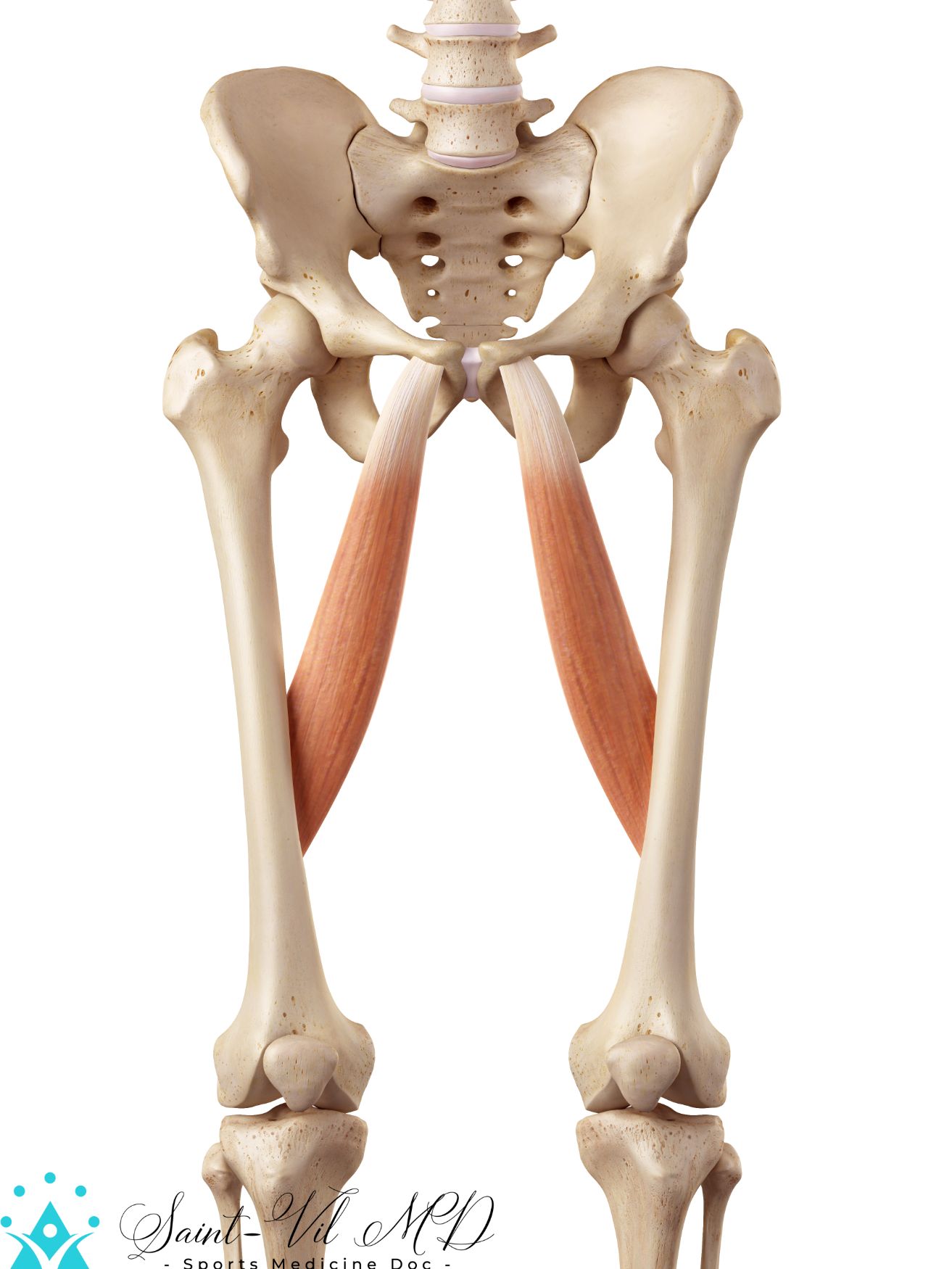 medical accurate illustration of the adductor longus - ExerciseNow