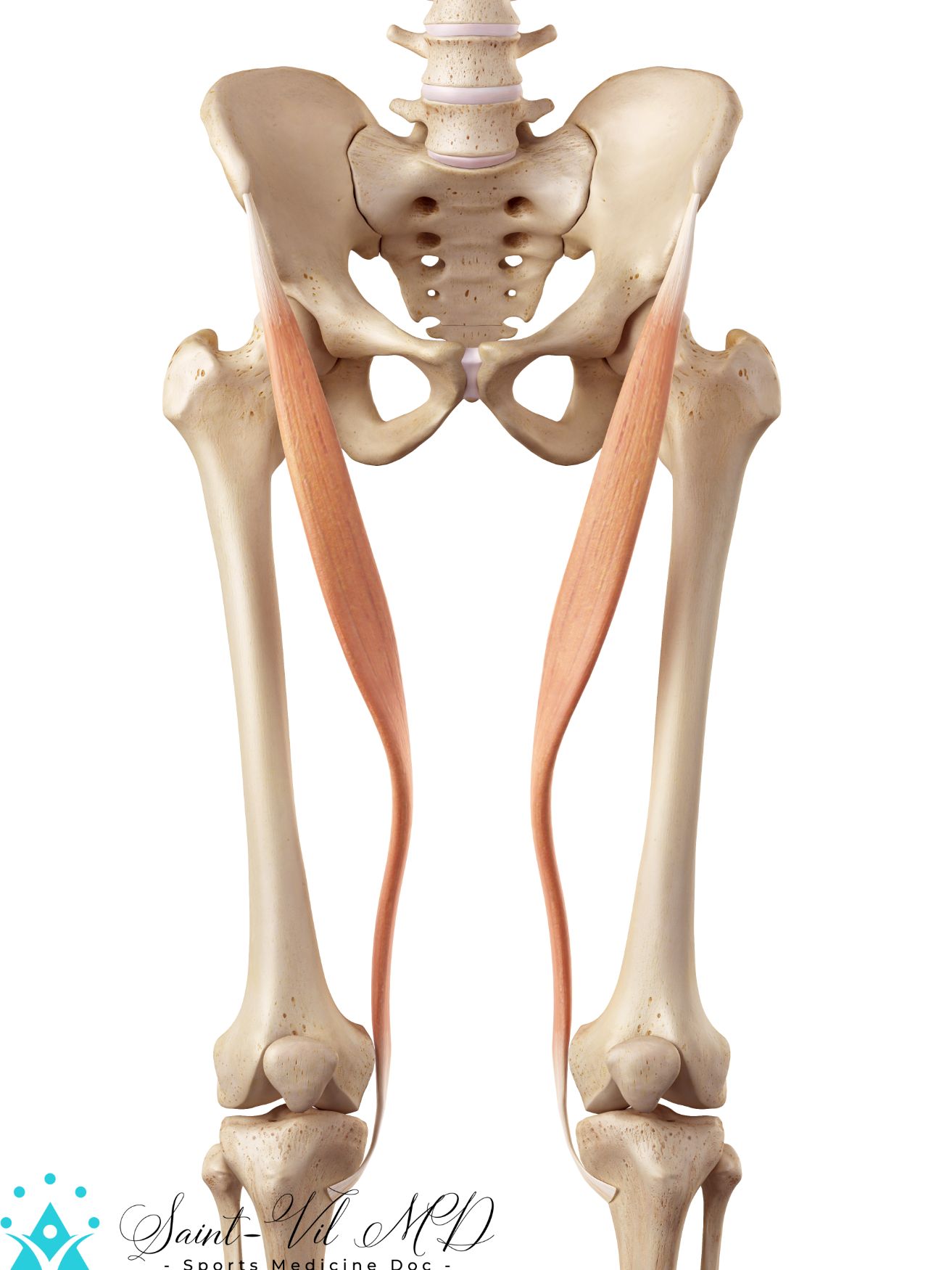 medical accurate illustration of the sartorius - ExerciseNow