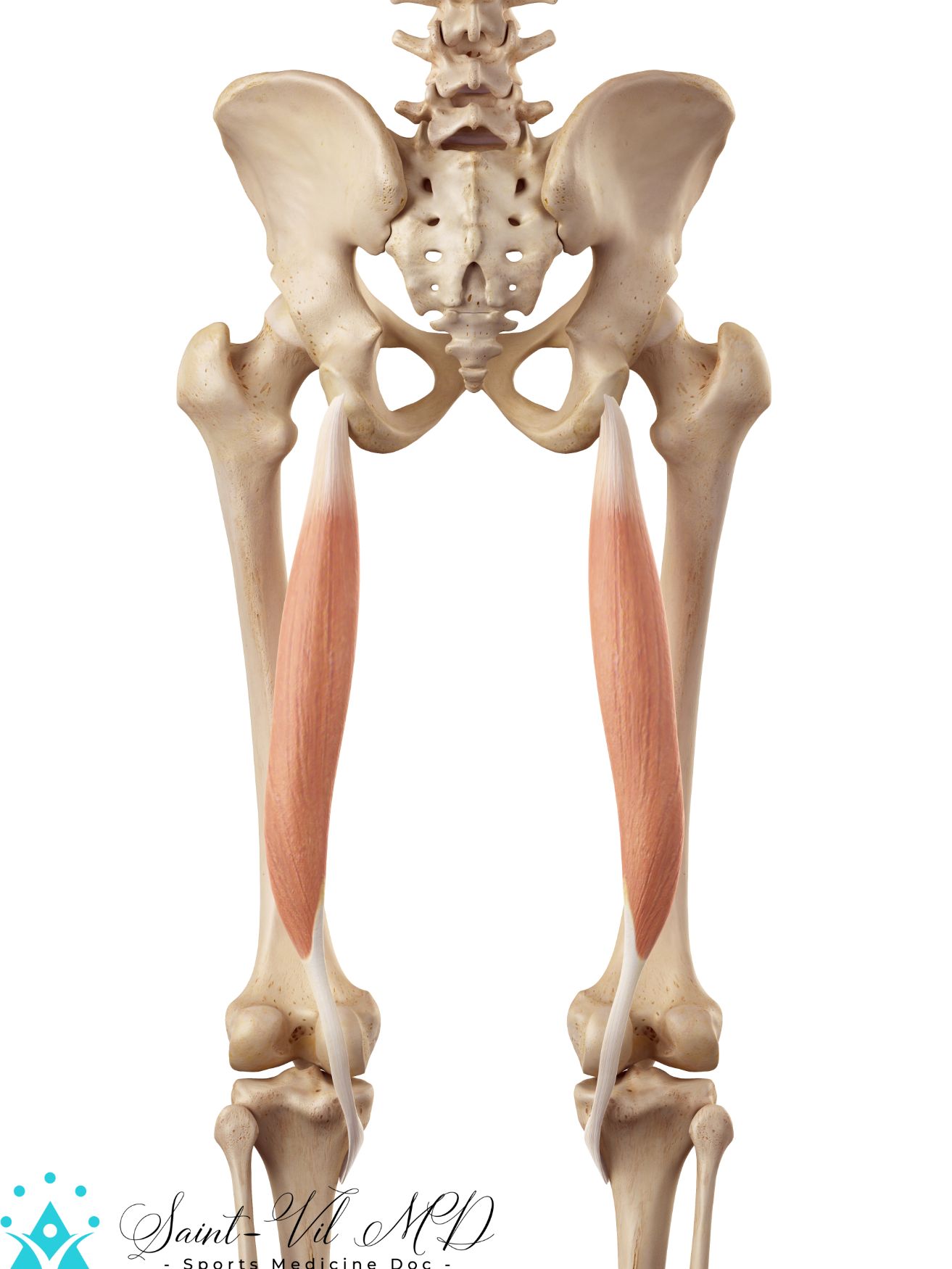 medical accurate illustration of the semitendinosus - ExerciseNow