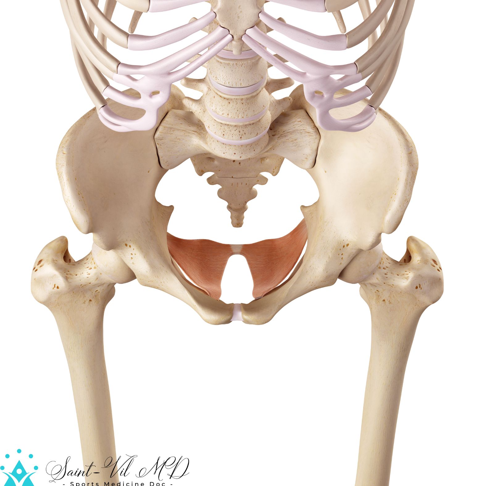 medical accurate illustration of the coccygeus - ExerciseNow