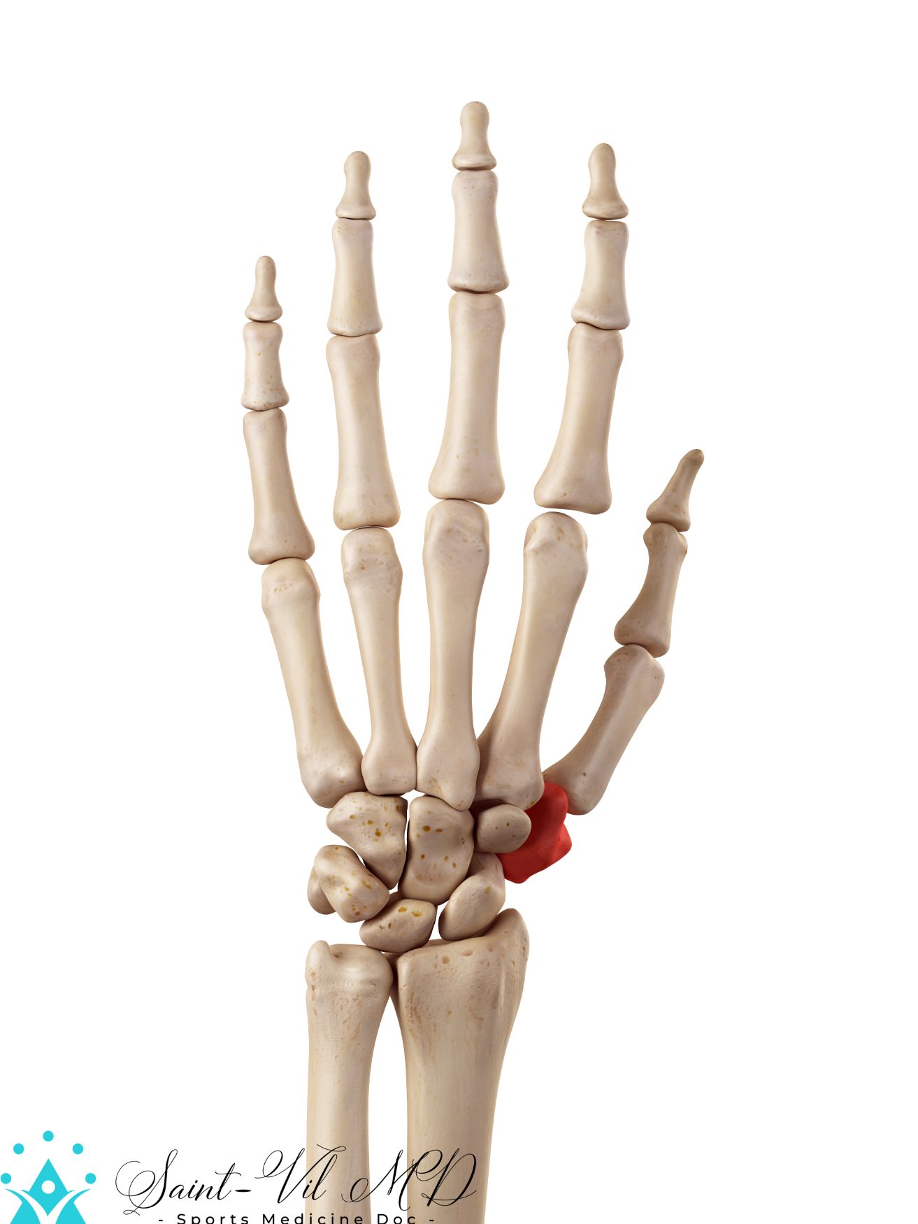 medical accurate illustration of the trapezium bone - ExerciseNow