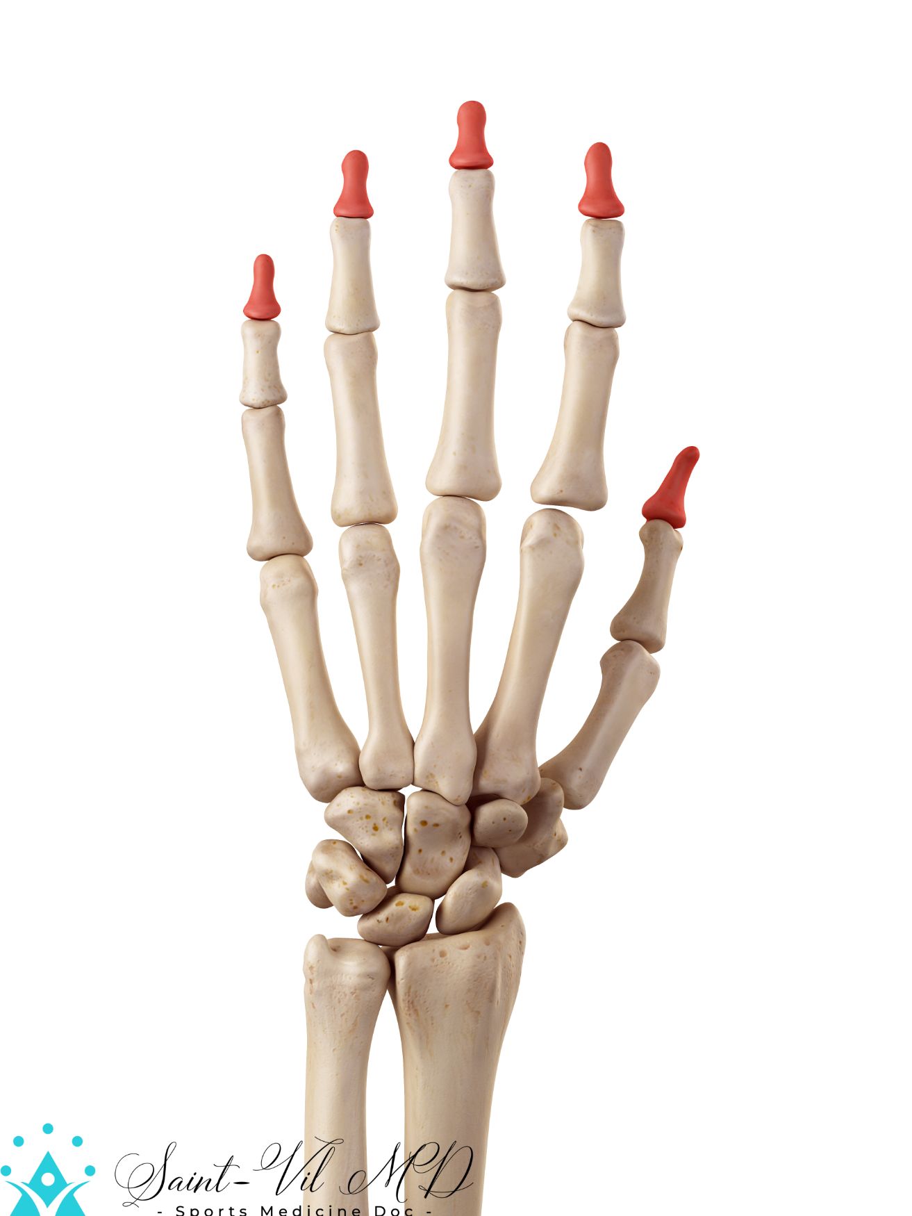 medical accurate illustration of the distal phalanx bones - ExerciseNow