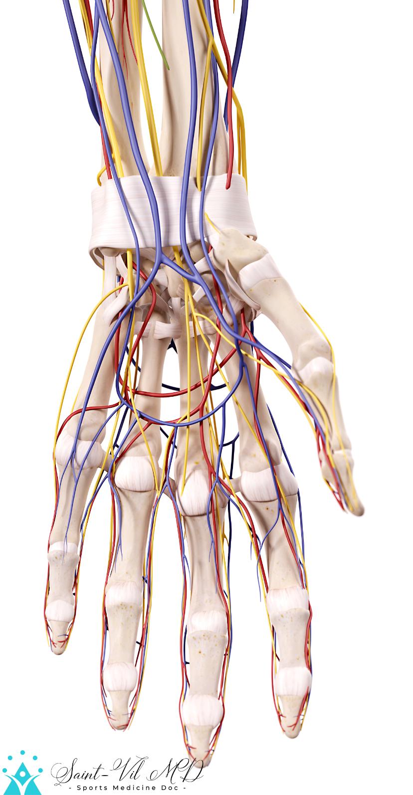 medical accurate illustration of the hand anatomy - ExerciseNow