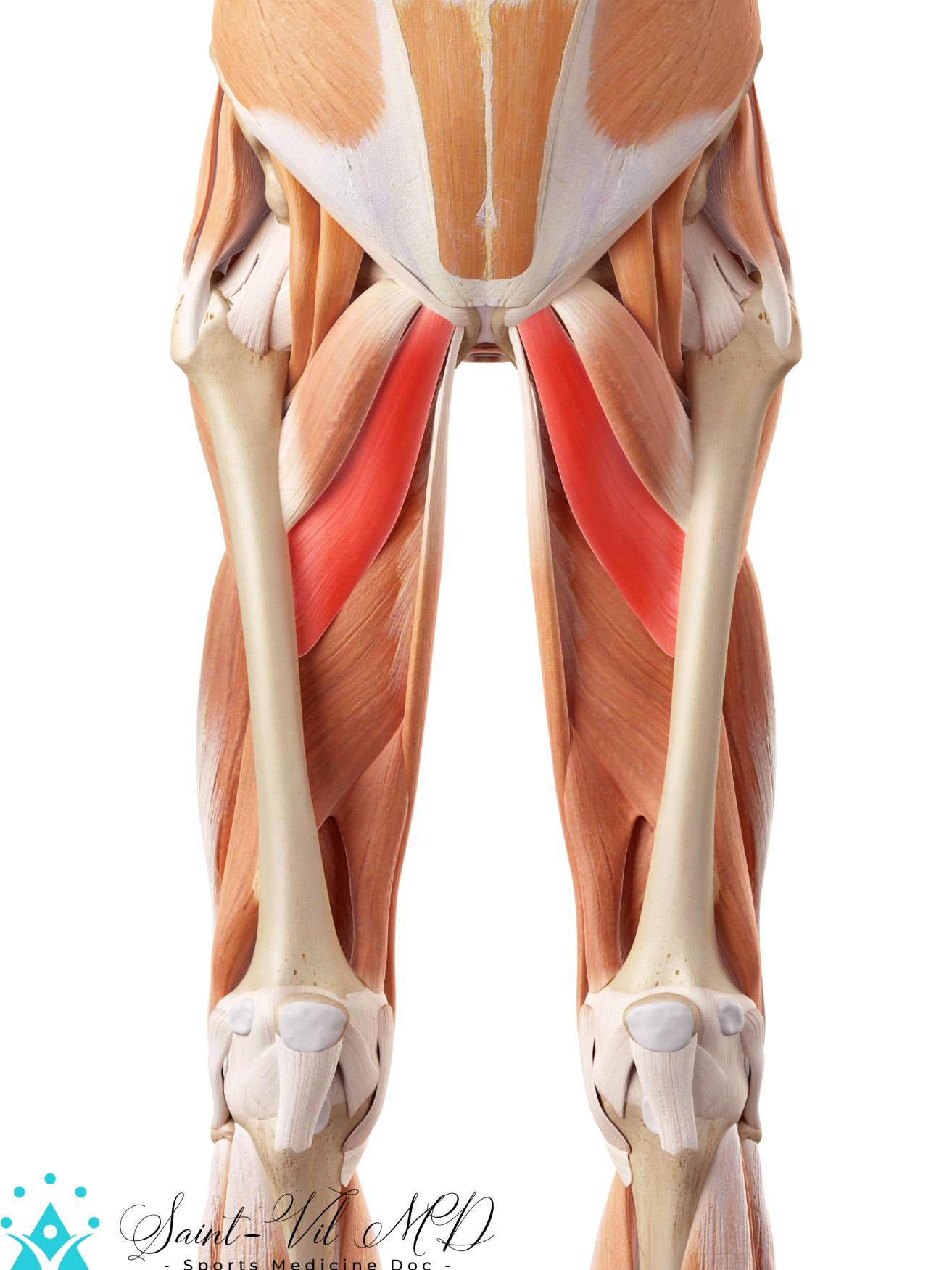 medically accurate illustration of the adductor brevis - ExerciseNow