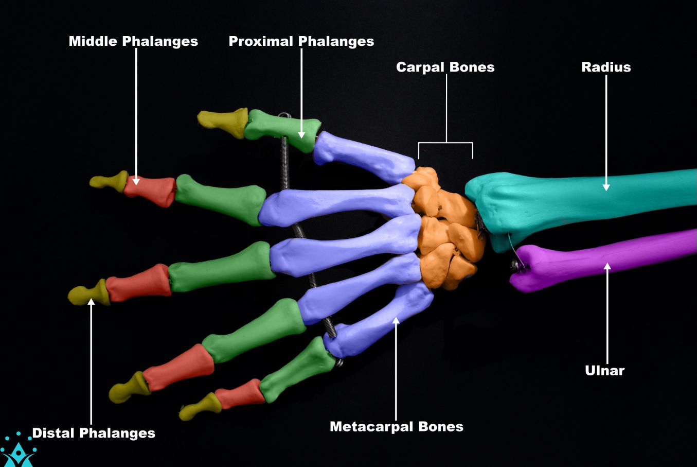 Dorsal Surface of The Hand- Labelled - ExerciseNow
