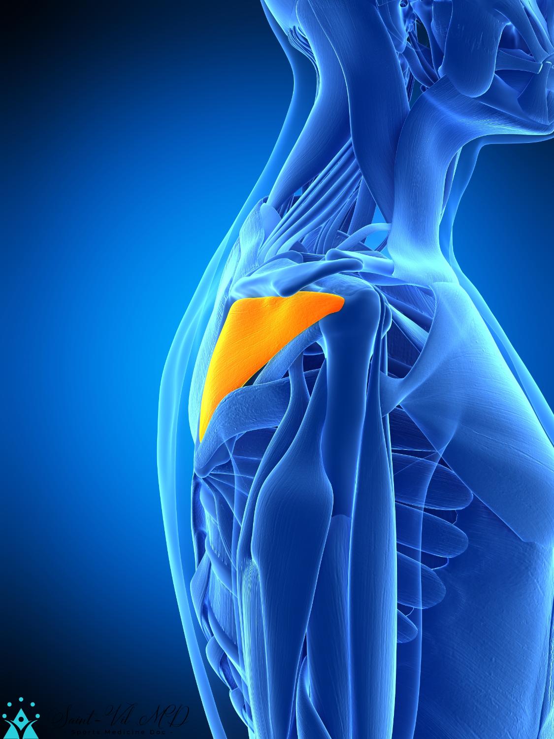 3d rendered, medically accurate illustration of the infraspinatus ...