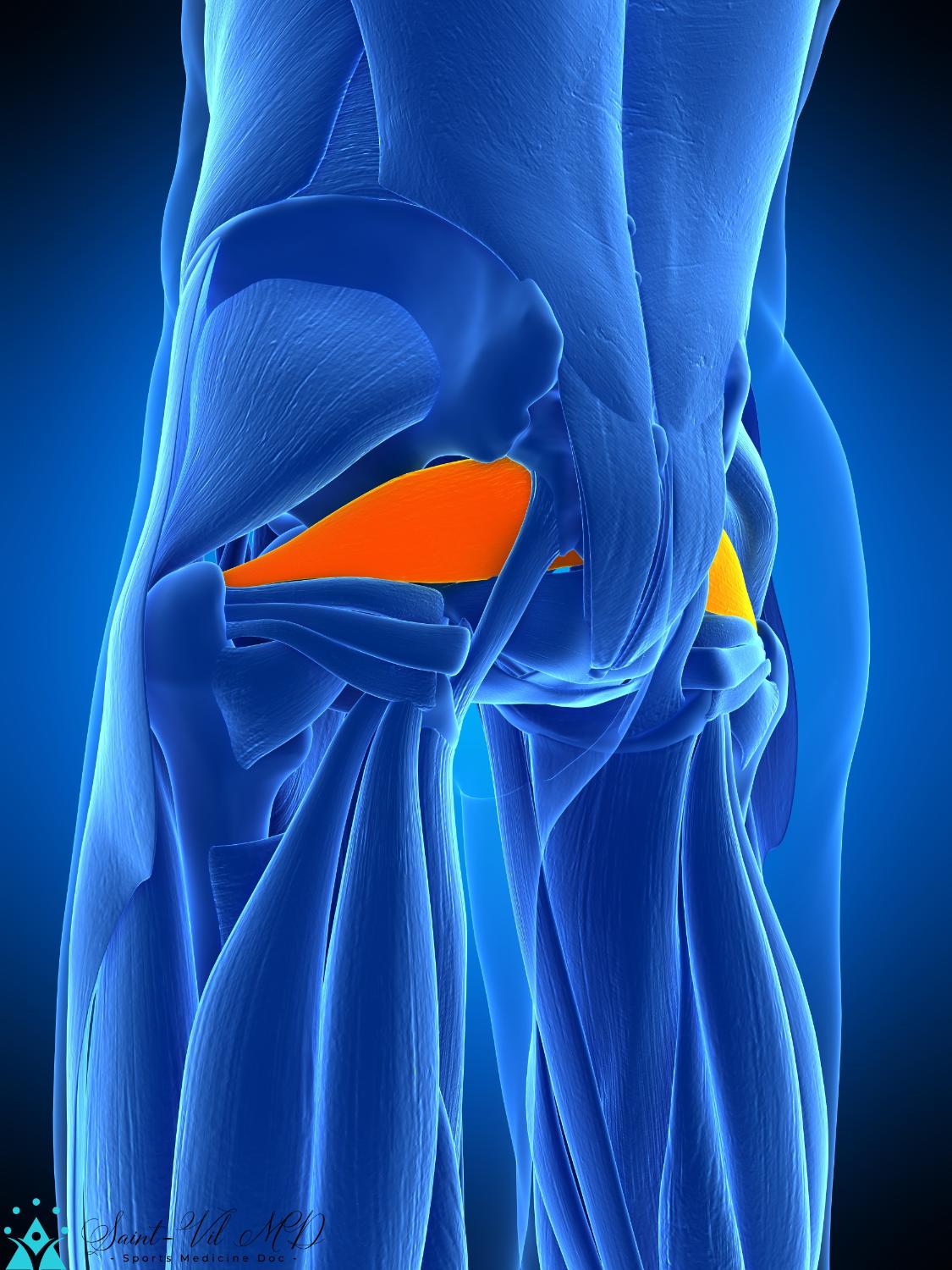 3d rendered, medically accurate illustration of the piriformis ...