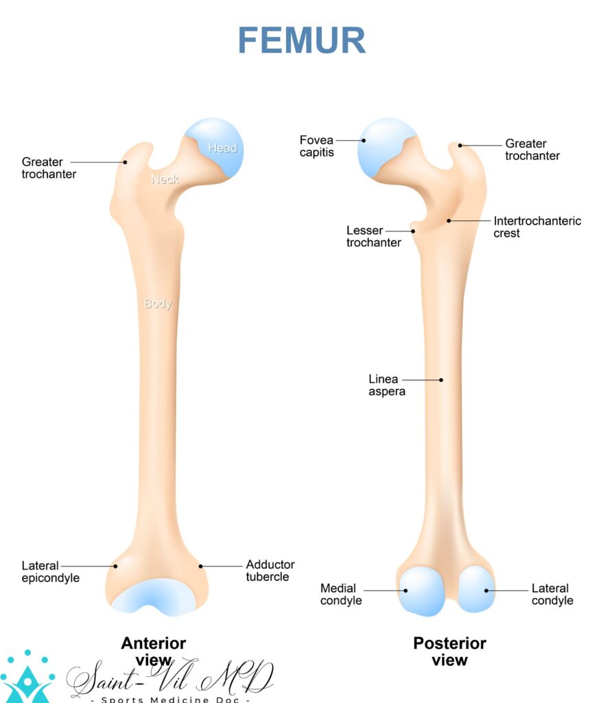 human femur with front and side view. Labeled. Detailed medical ...