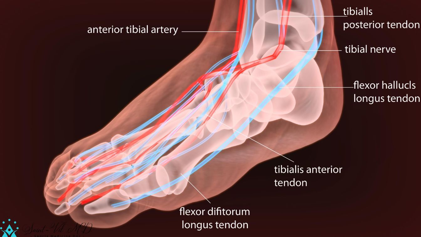 3d illustration of human body feet bone anatomy - ExerciseNow