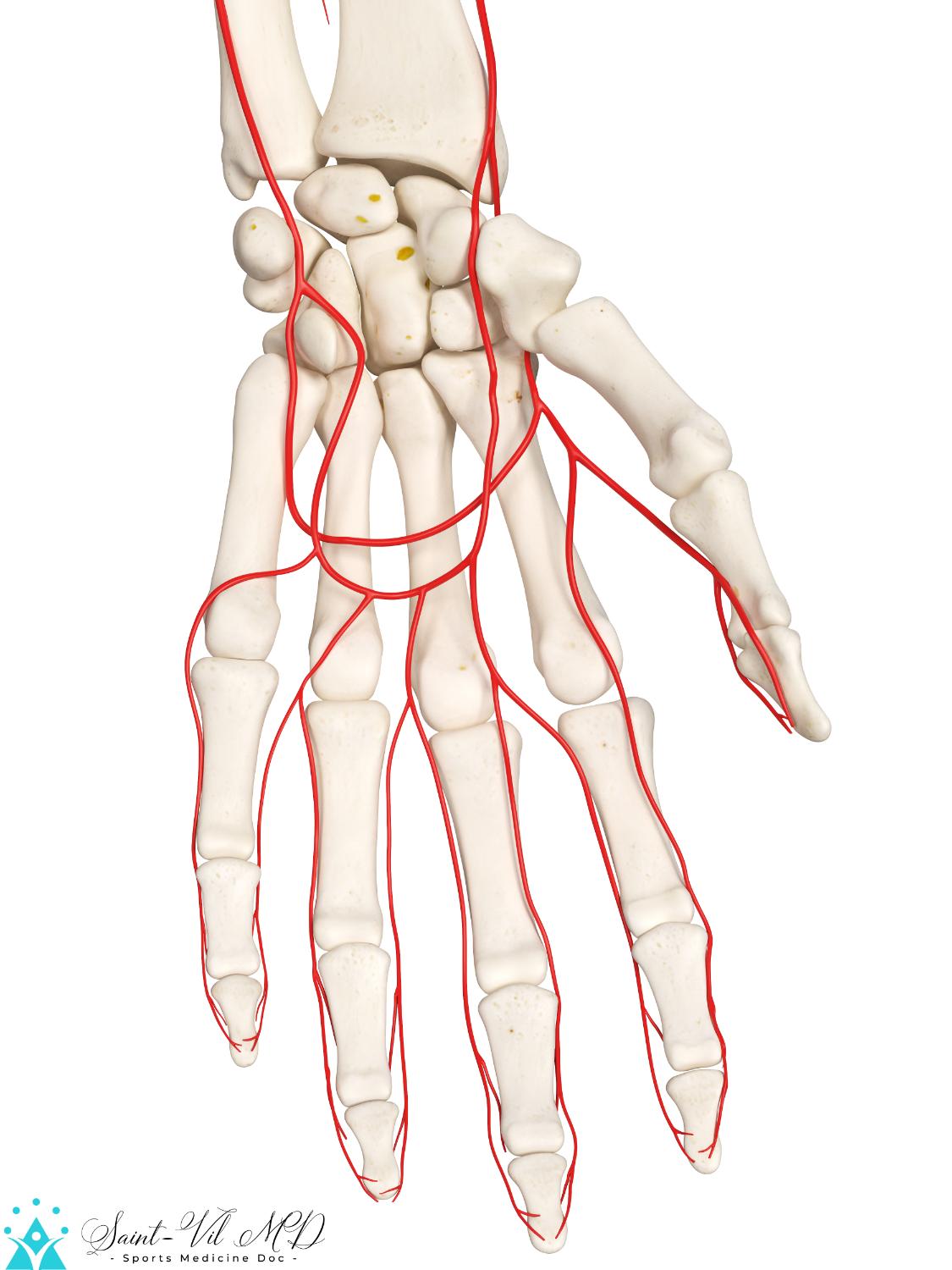 3d rendered medically accurate illustration of the hand arteries ...